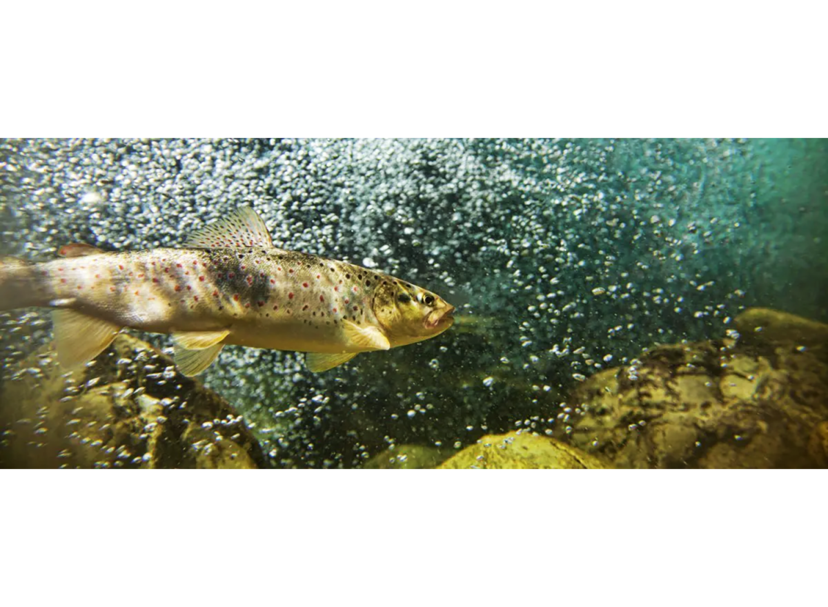 What is a Dissolved Oxygen Test and How Do You Perform It?