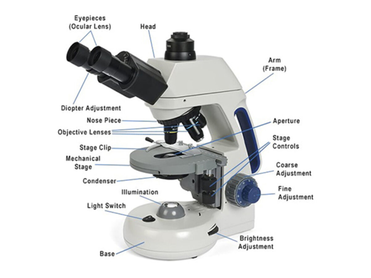 What Are The Differences Between Compound Microscope And Electron ...